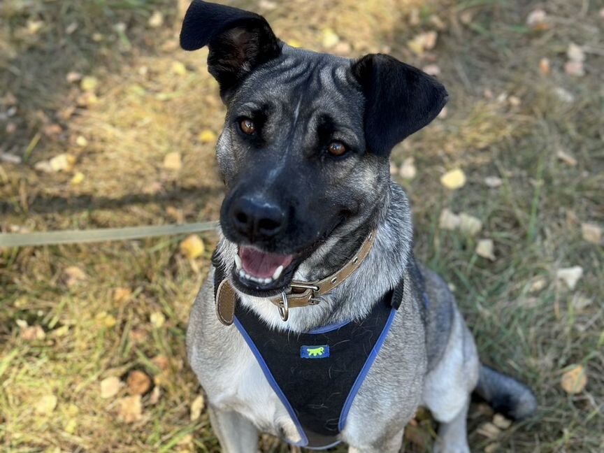 Собака-сокровище оказалась в приюте