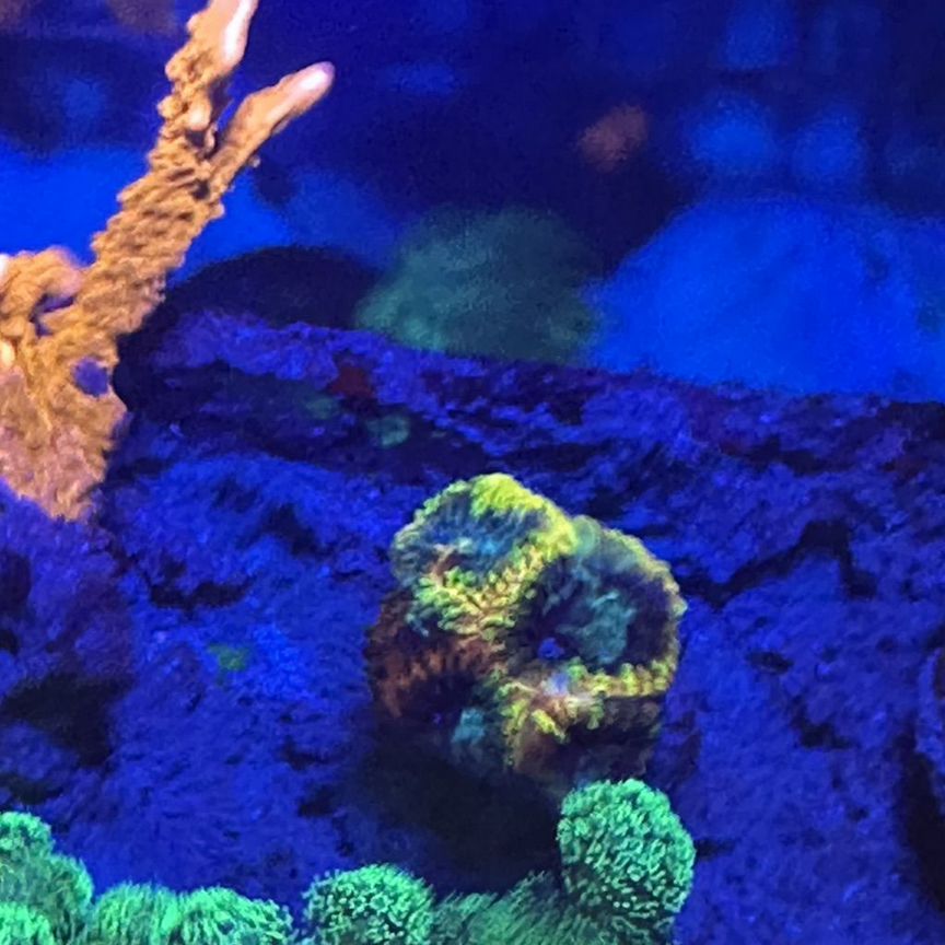 Продам кораллы