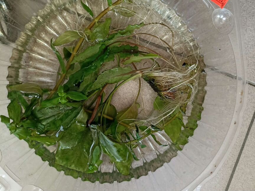 Аквариумные растения прополка