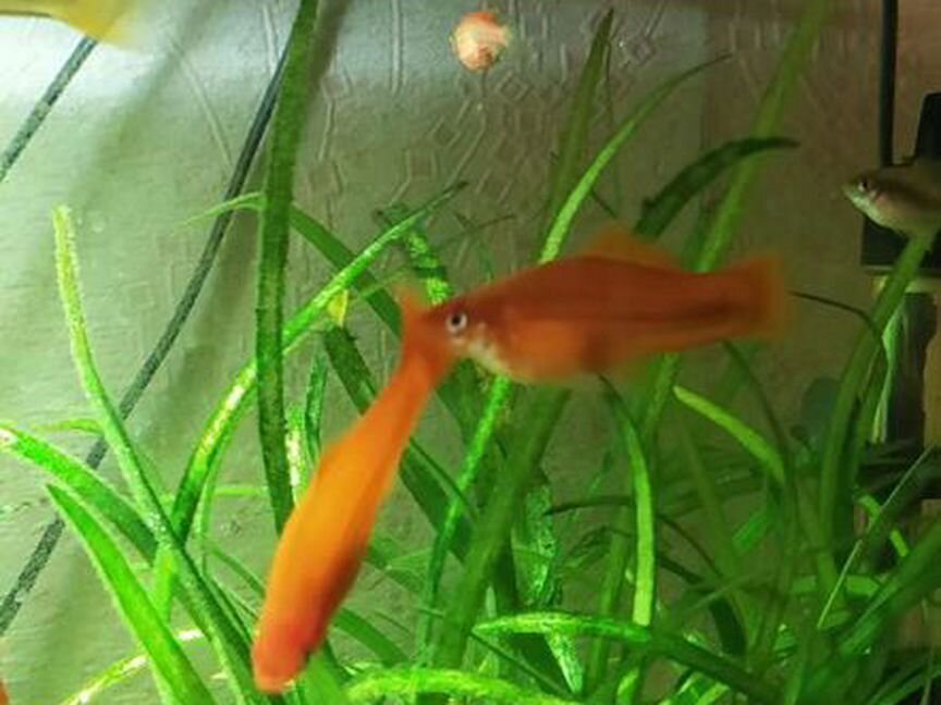 Аквариумные рыбки