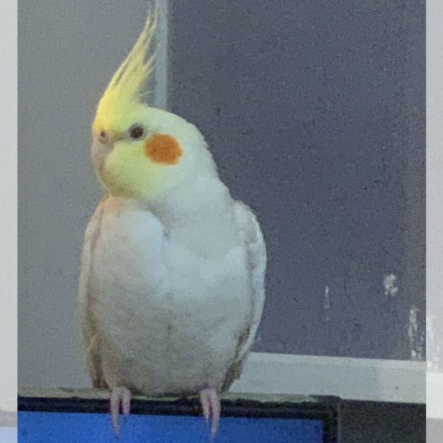 Попугай корелла