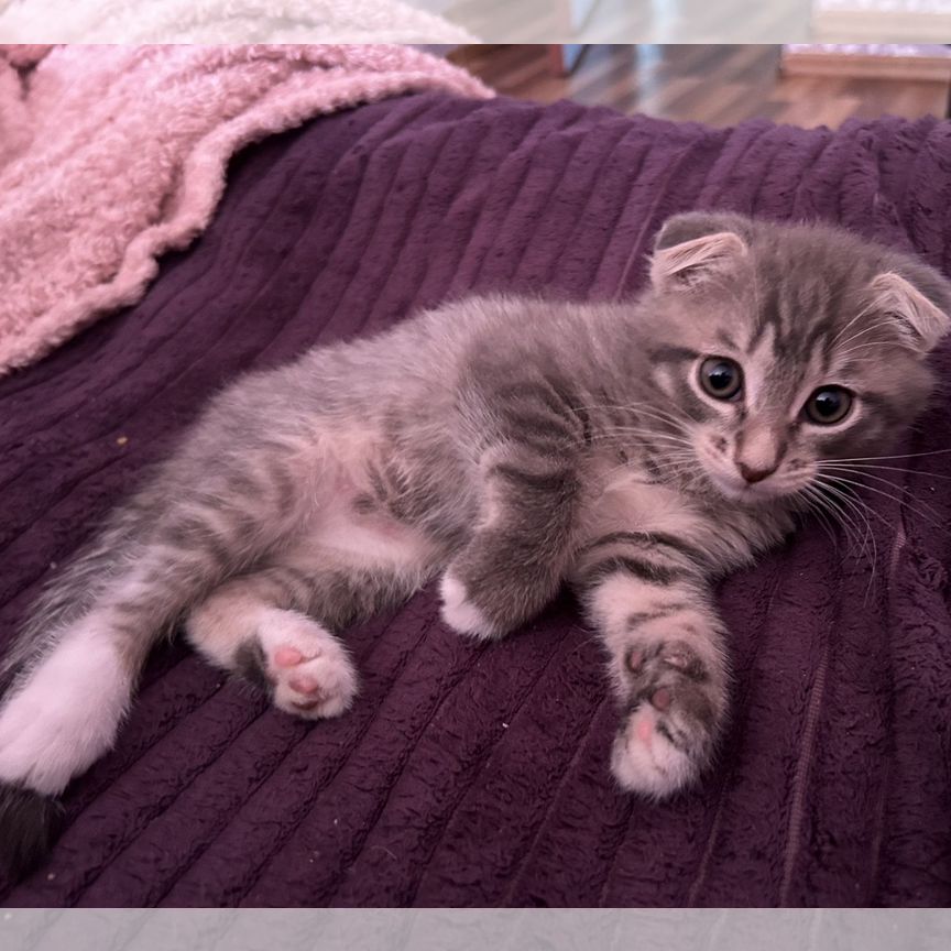 Шотландский вислоухий короткошёрстный котёнок