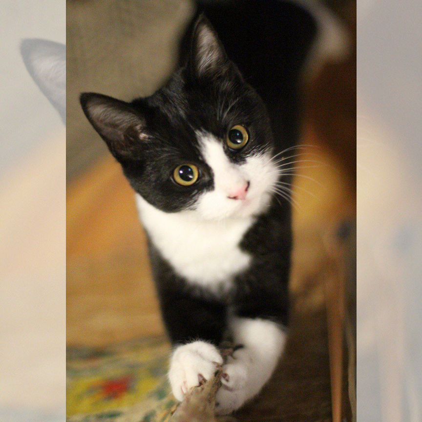 Котёнок в добрые руки