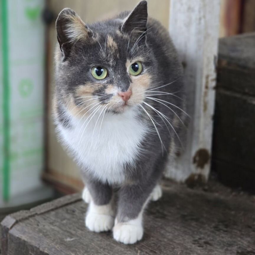 Кошка на даче