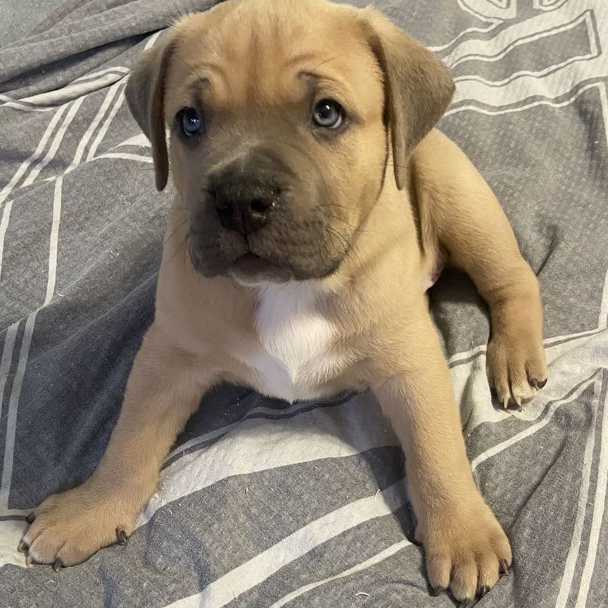 Американский стаффордширский терьер, щенок