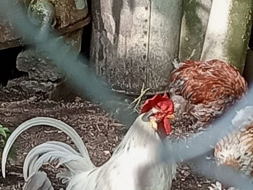 Петухи брама