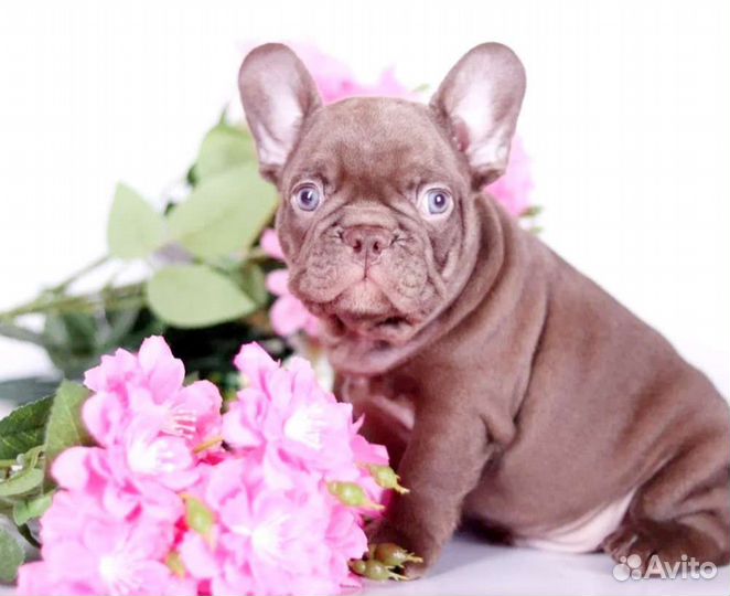 Французский бульдог двойной шоколад