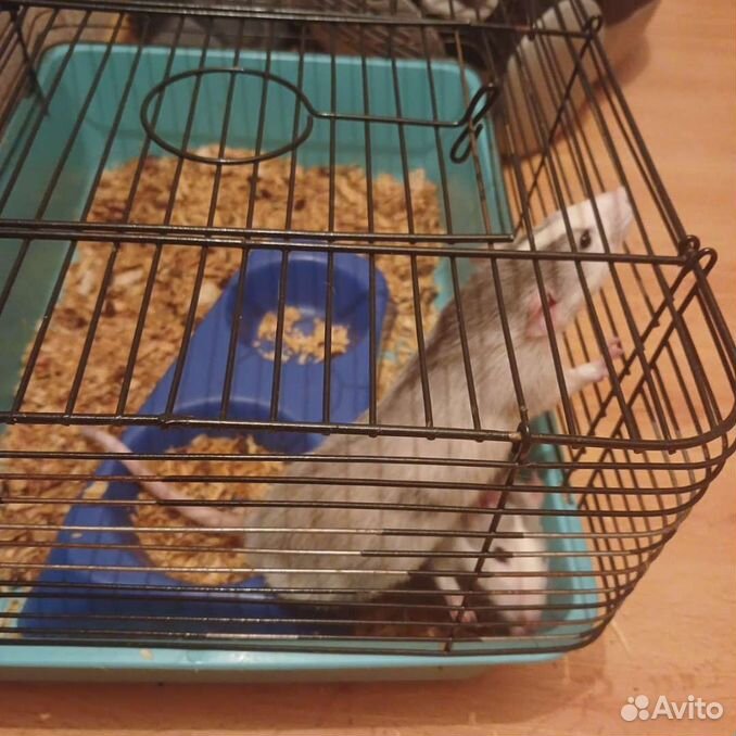 Крысы Дамбо и Хаски