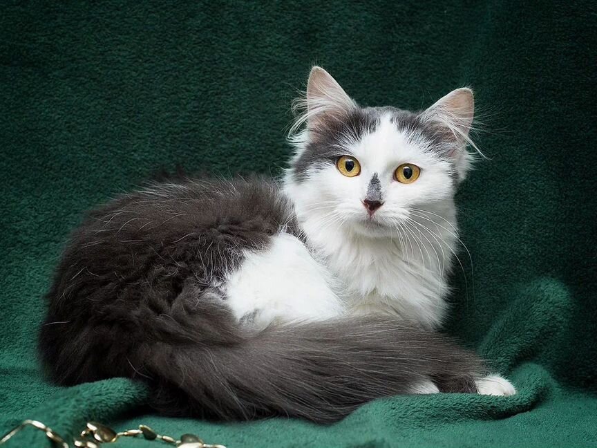Кошечка Серена ждет новогоднее Чудо