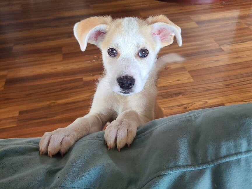 Щенок 3.5 месяца, спасён из отлова