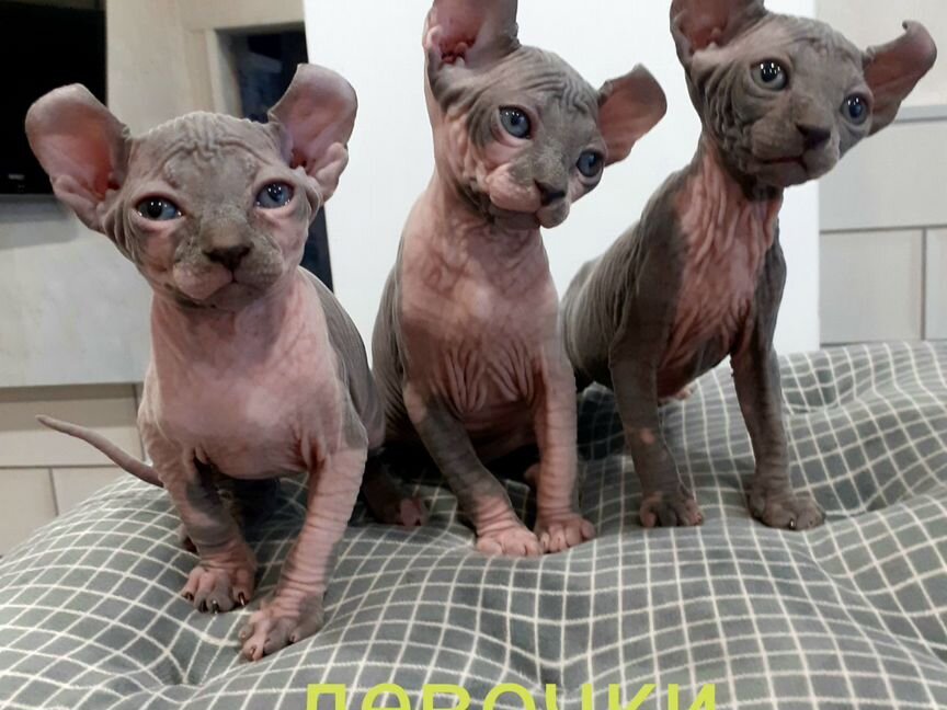 Канадский сфинкс котенок эльф