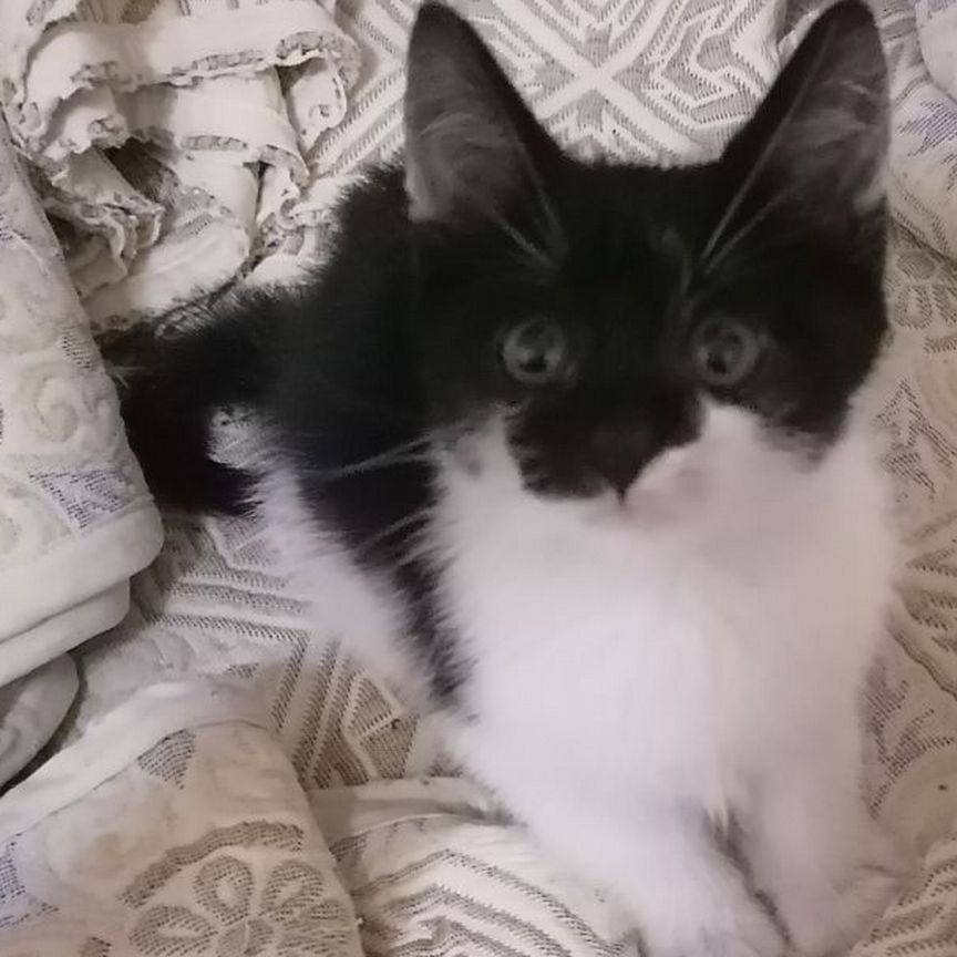 Котёнок в добрые руки