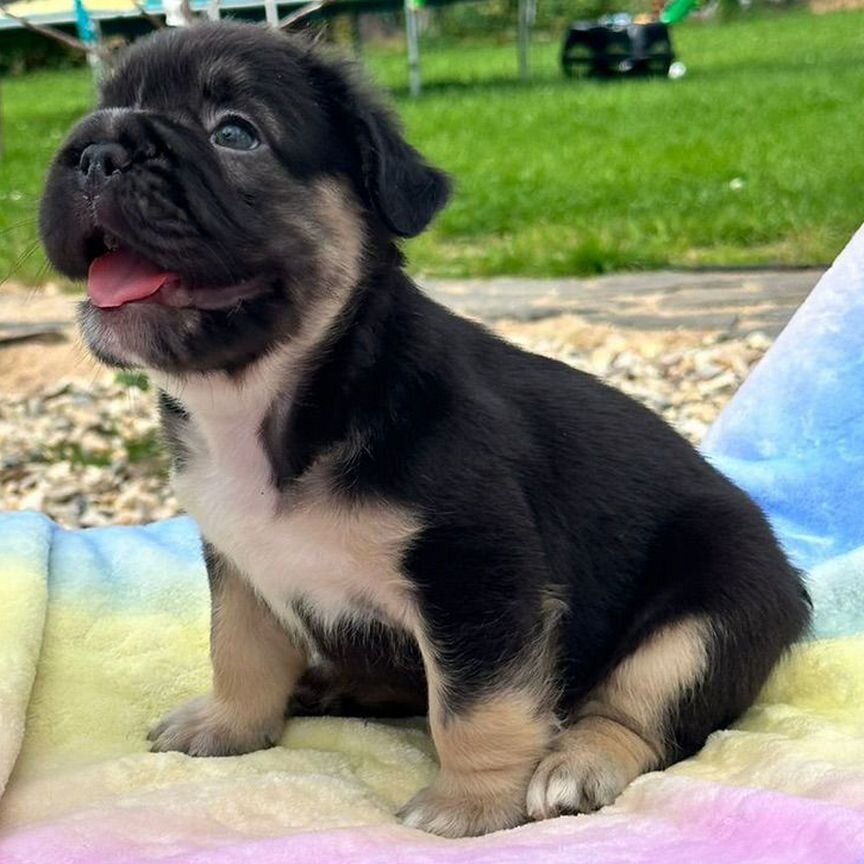 Французский бульдог флаффи биг роп