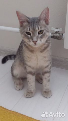 Серега ищет дом