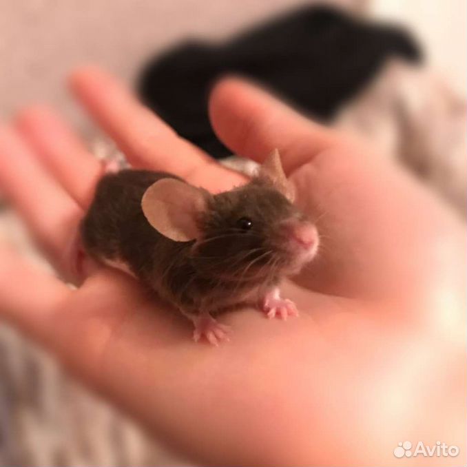 Сатиновый мышонок с большой клеткой