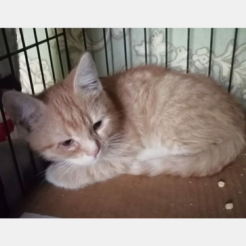 Котята в добрые руки: рыжий и бело-полосатые