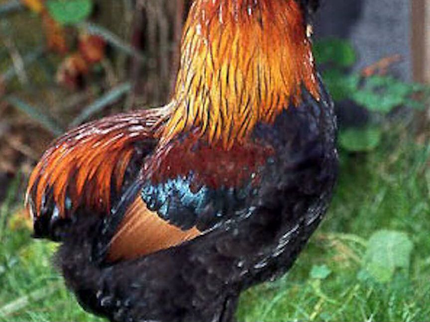 Петух араукан золотистый
