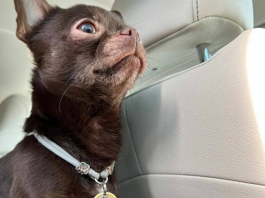 Вязка чихуахуа