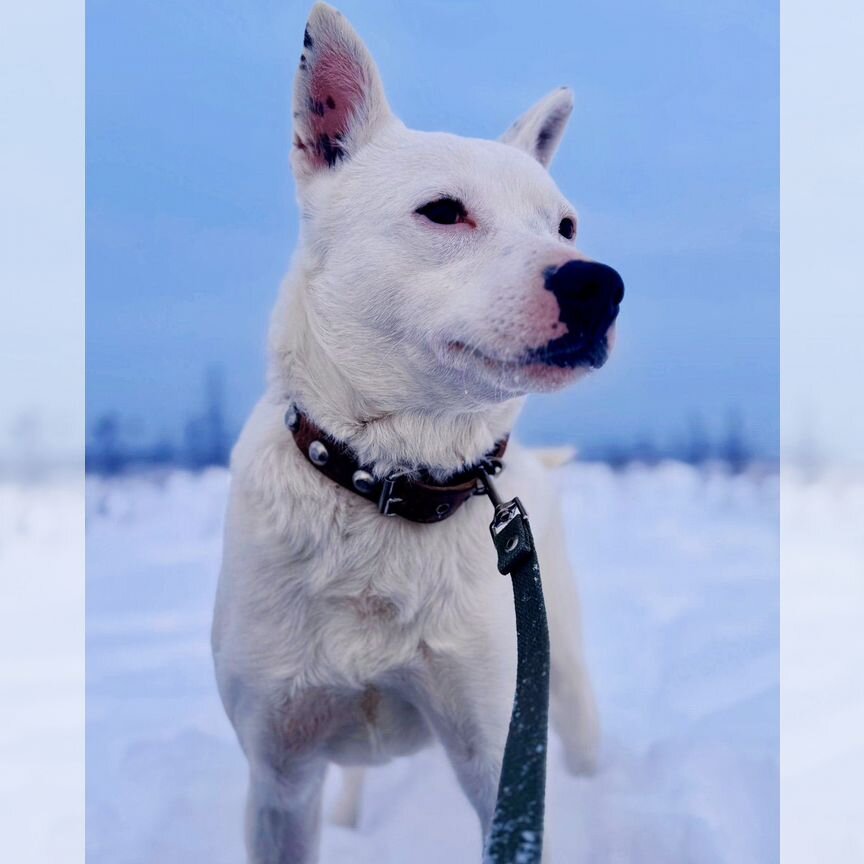 Взрослый пёс в добрые руки