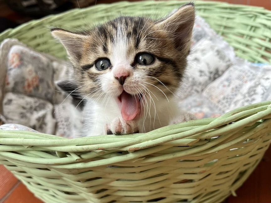 Кошка в дар