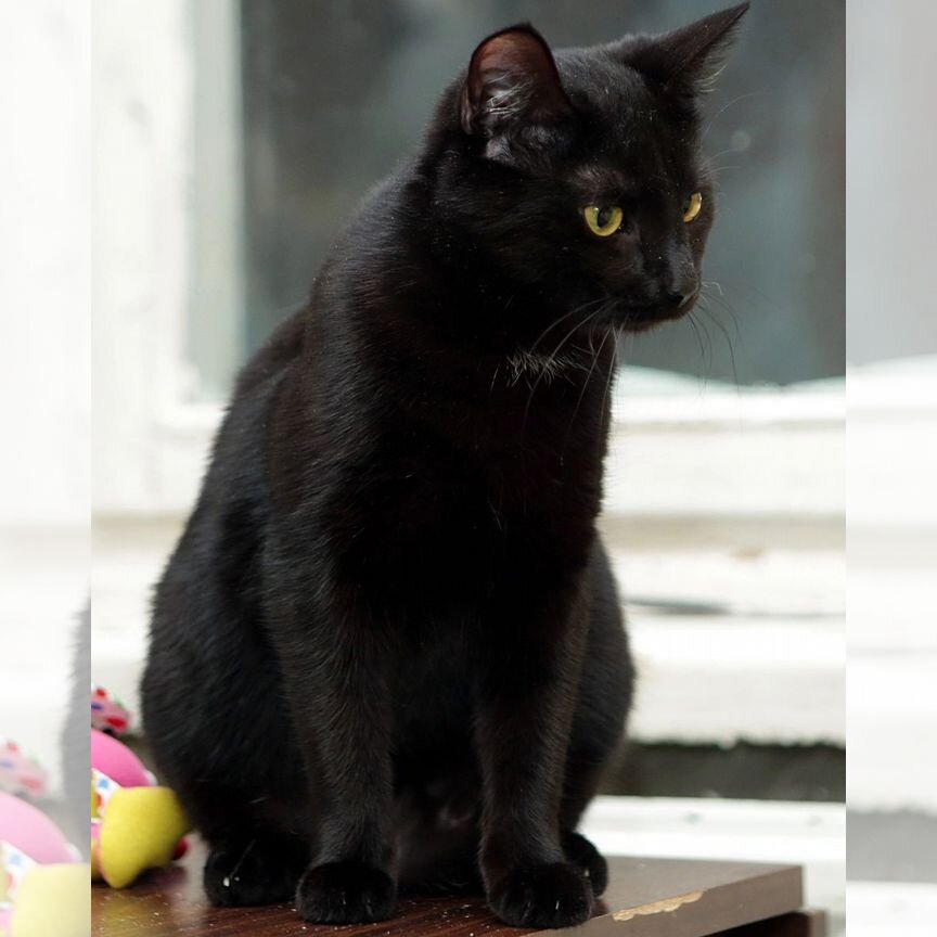 Черная Ночь