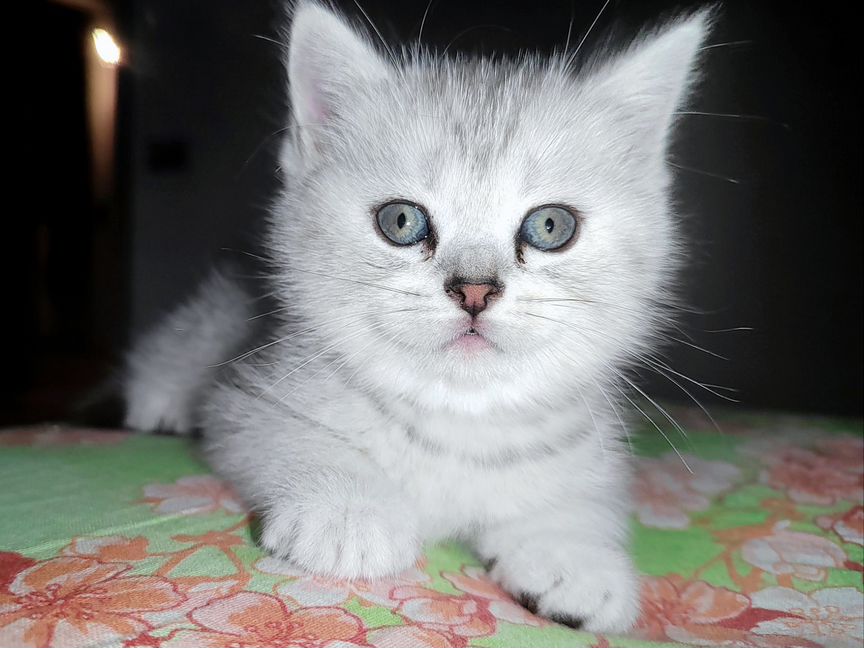 Британская серебристая шиншилла