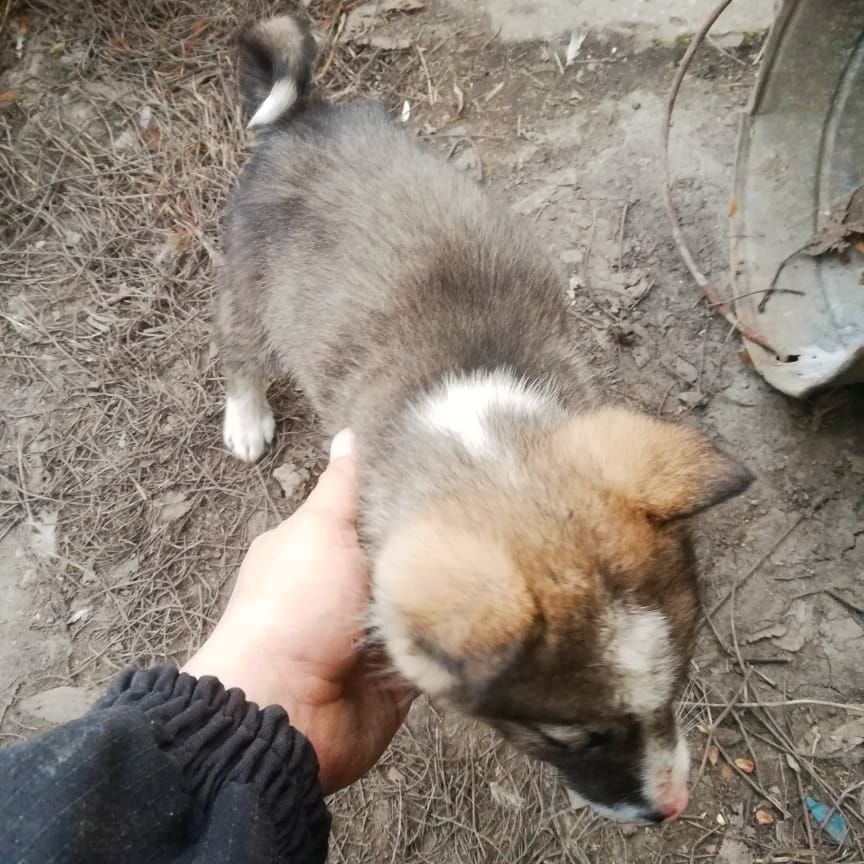 Щенок лайки 3 месяца