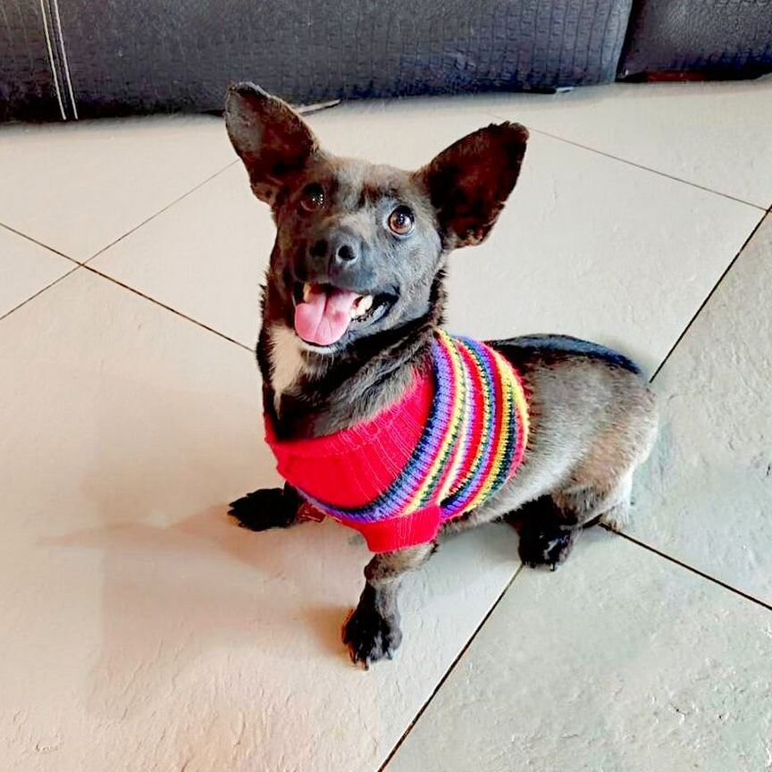 Метис корги