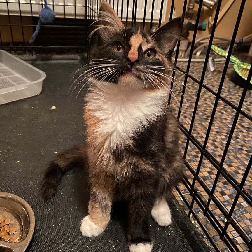 Трехцветная кошечка ищет семью