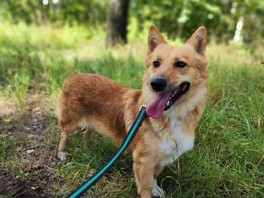 Матильда в добрые руки