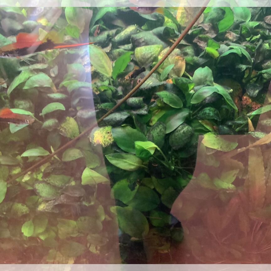 Отдам аквариумные растения