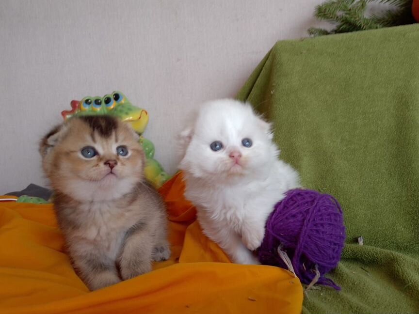 Шотландская вислоухая кошка
