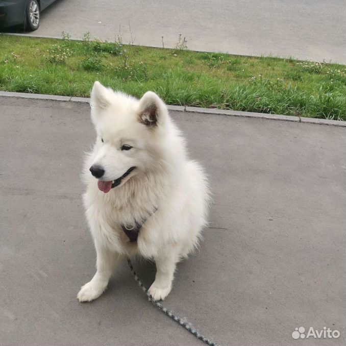 Самоедская лайка 2 года, девочка, с документами