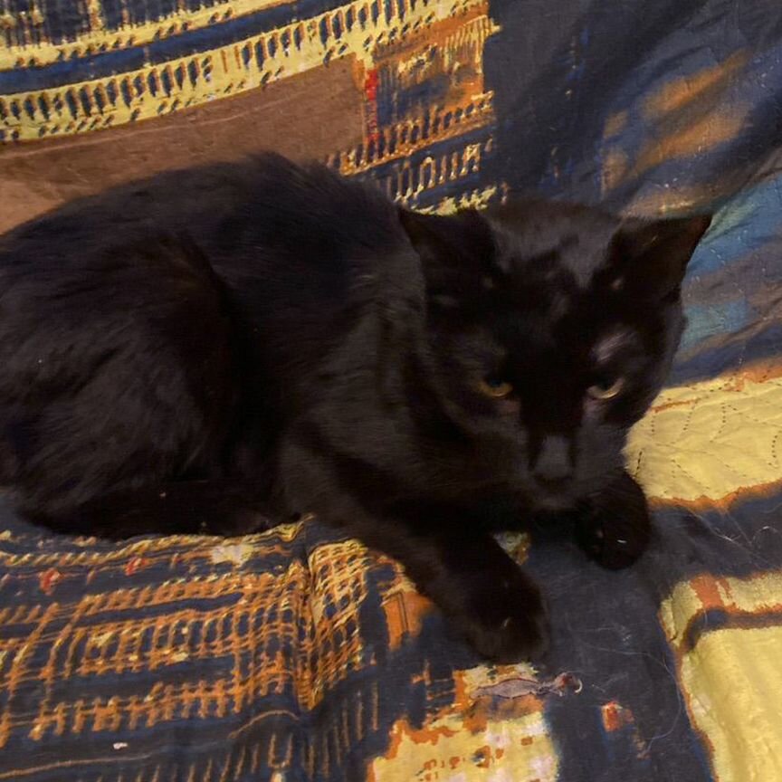Ищу нового хозяина для кота