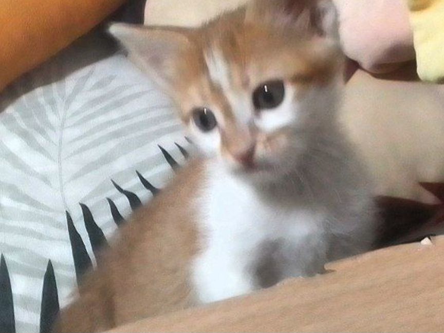 Отдам котика в добрые руки