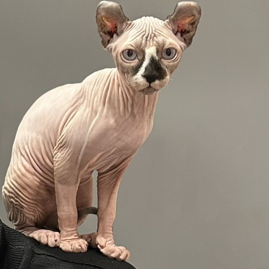 Канадский сфинкс эльф котенок