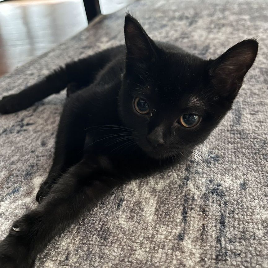 Бурманский котенок