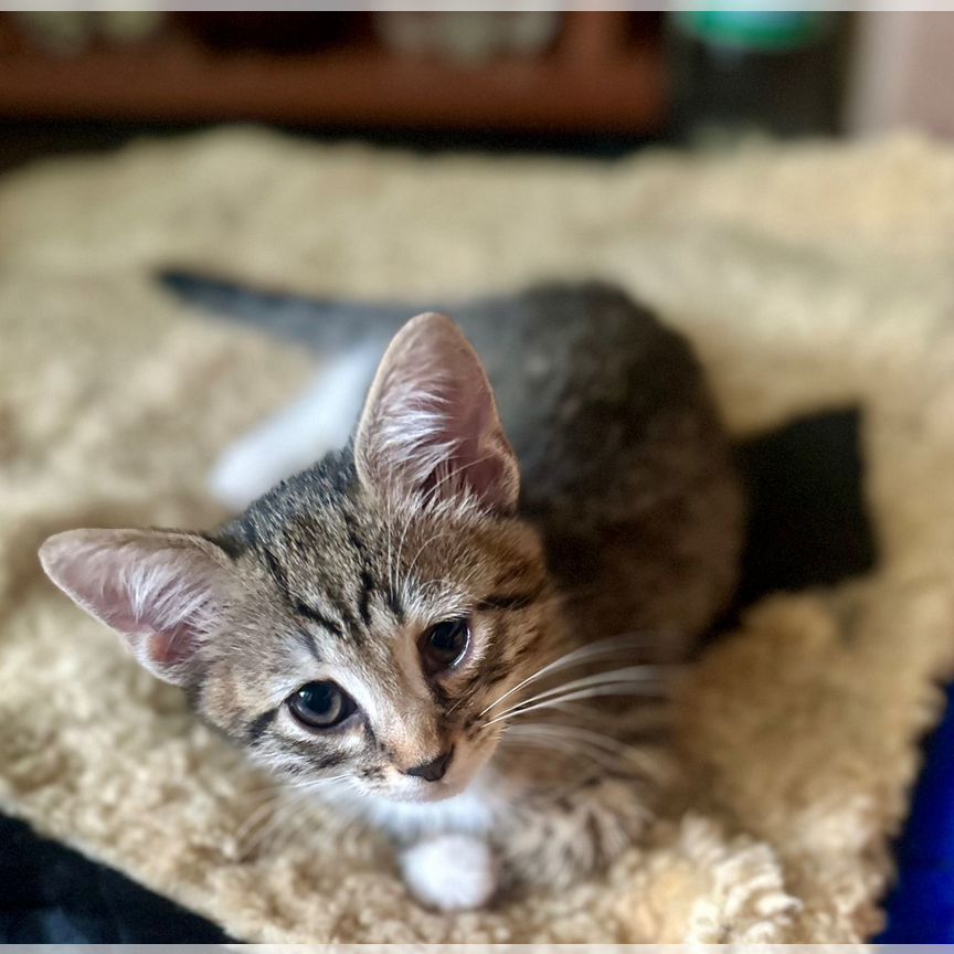 Котёнок в добрые руки