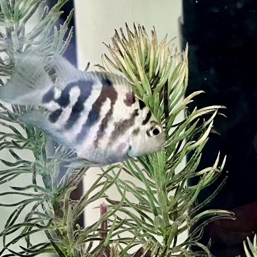 Цихлиды ( рыбки )