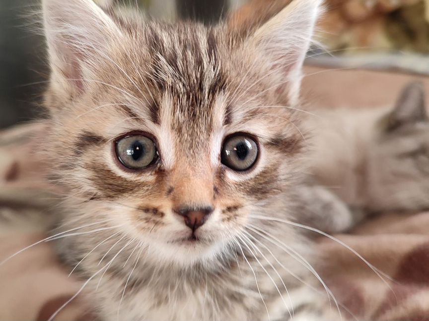 Котёнок бесплатно