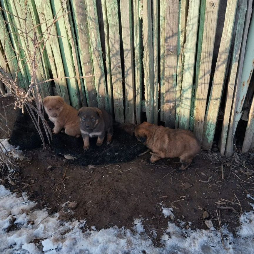 Щенки