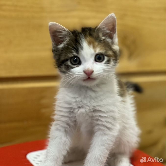 Разноцветная ласкуша Бусинка ищет дом