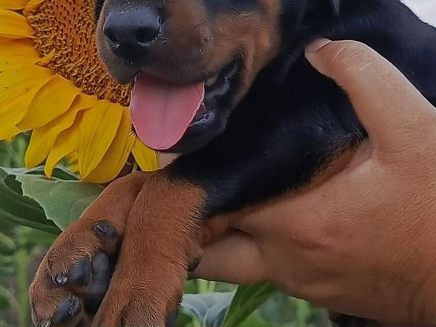 Щенки добермана с документами