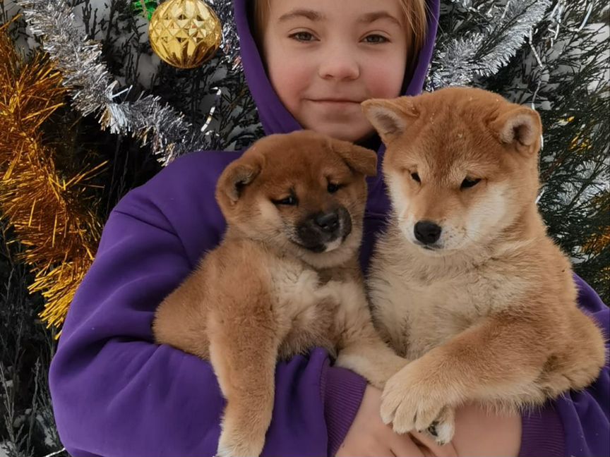 Щенки сиба шиба ину РКФ