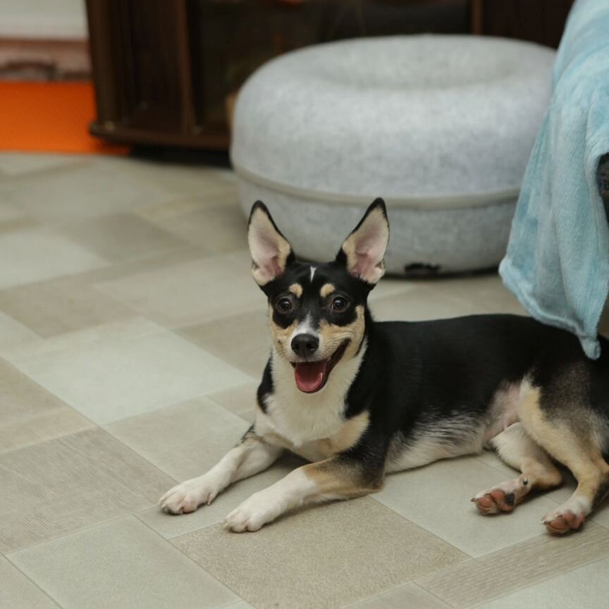 Собака в добрые руки