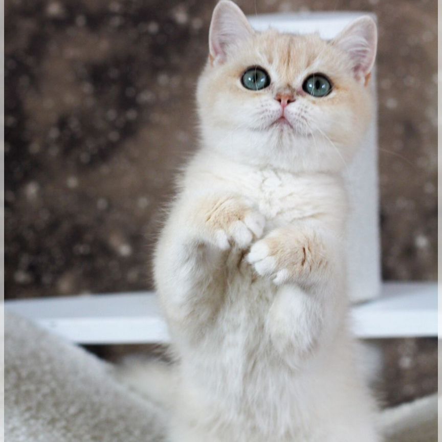 Британский короткошёрстный котёнок