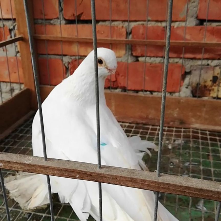 Армавирские малоносые