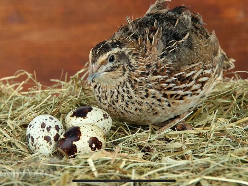 Перепела продажа