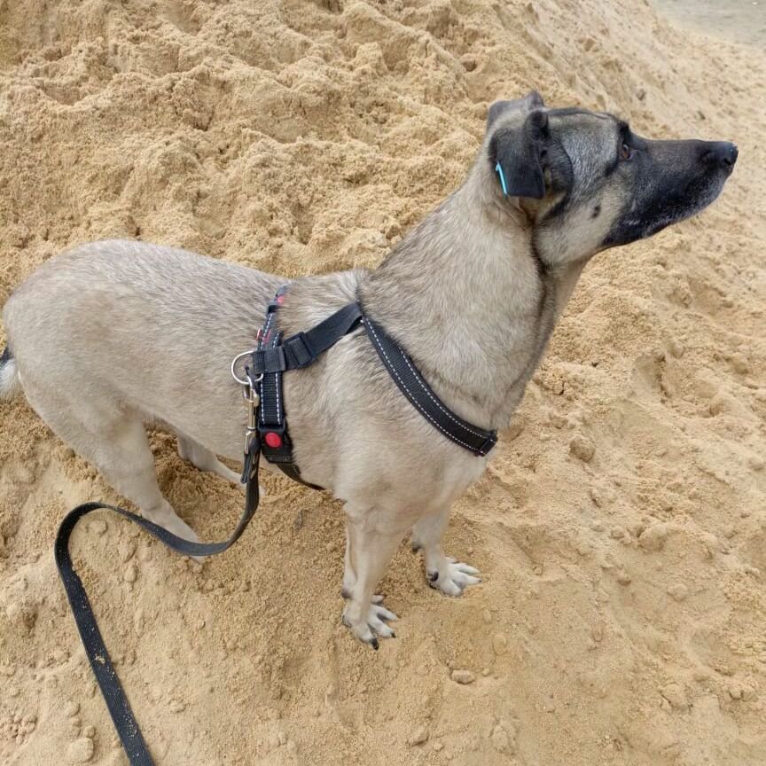 Умная собачка Боня