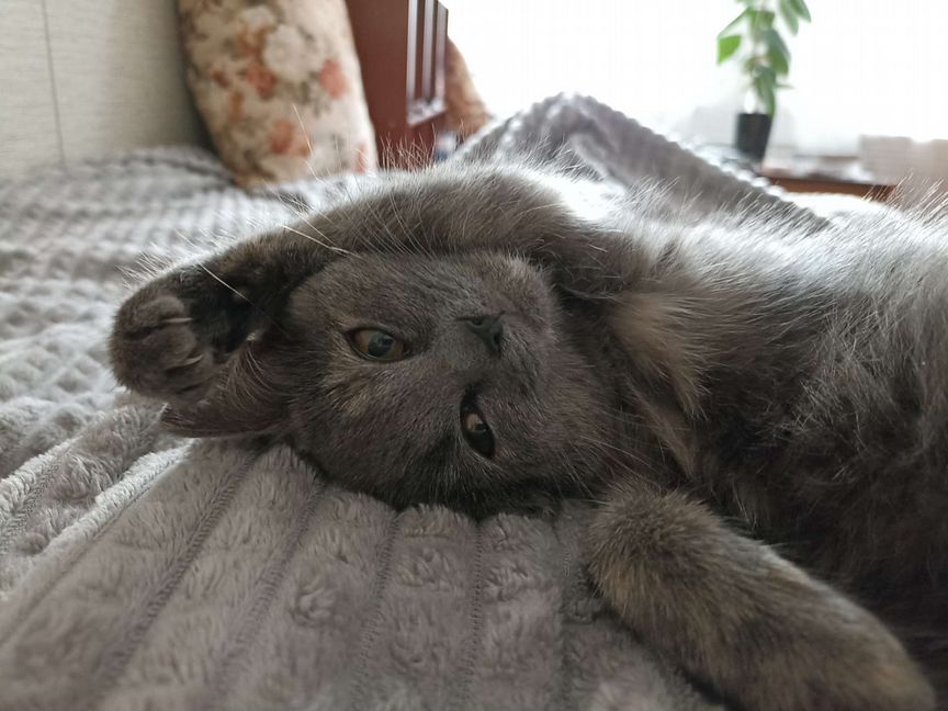 Котёнок
